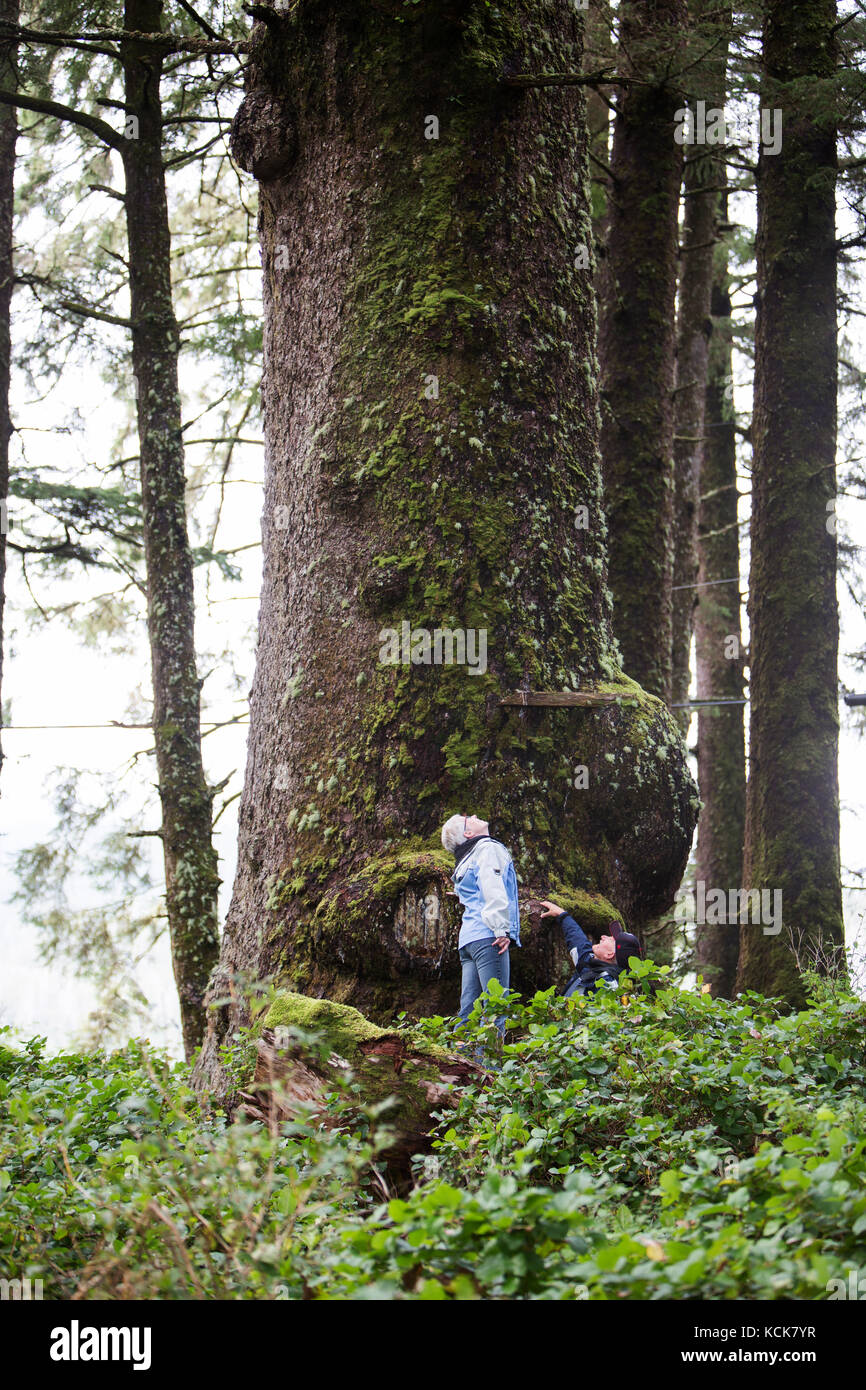 Sitka spruce tree hi-res stock photography and images - Alamy