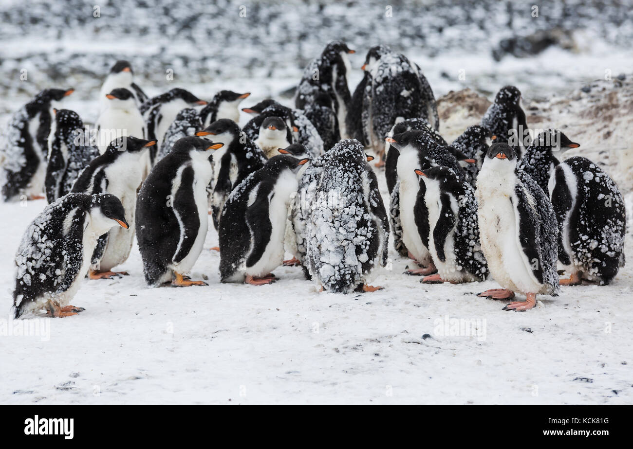 Baby gentoo penguins hi-res stock photography and images - Alamy