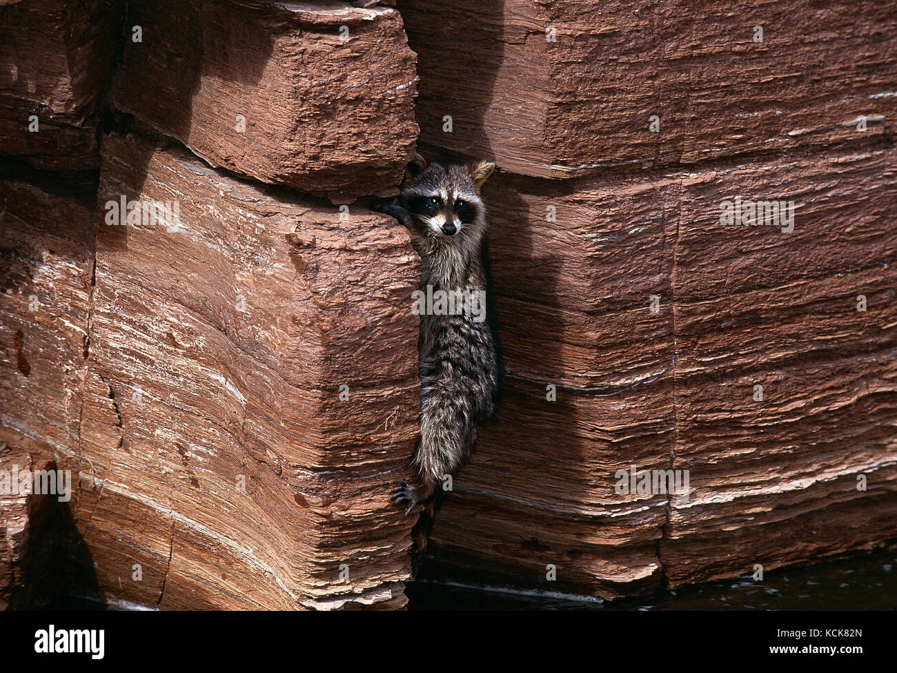 USA. Utah. Canyon Lands National Park. Wildlife. Raccoon clinging to ...