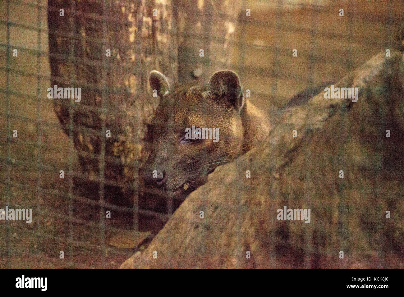 Fossa Cryptoprocta ferox is endemic to Madagascar and is closely ...