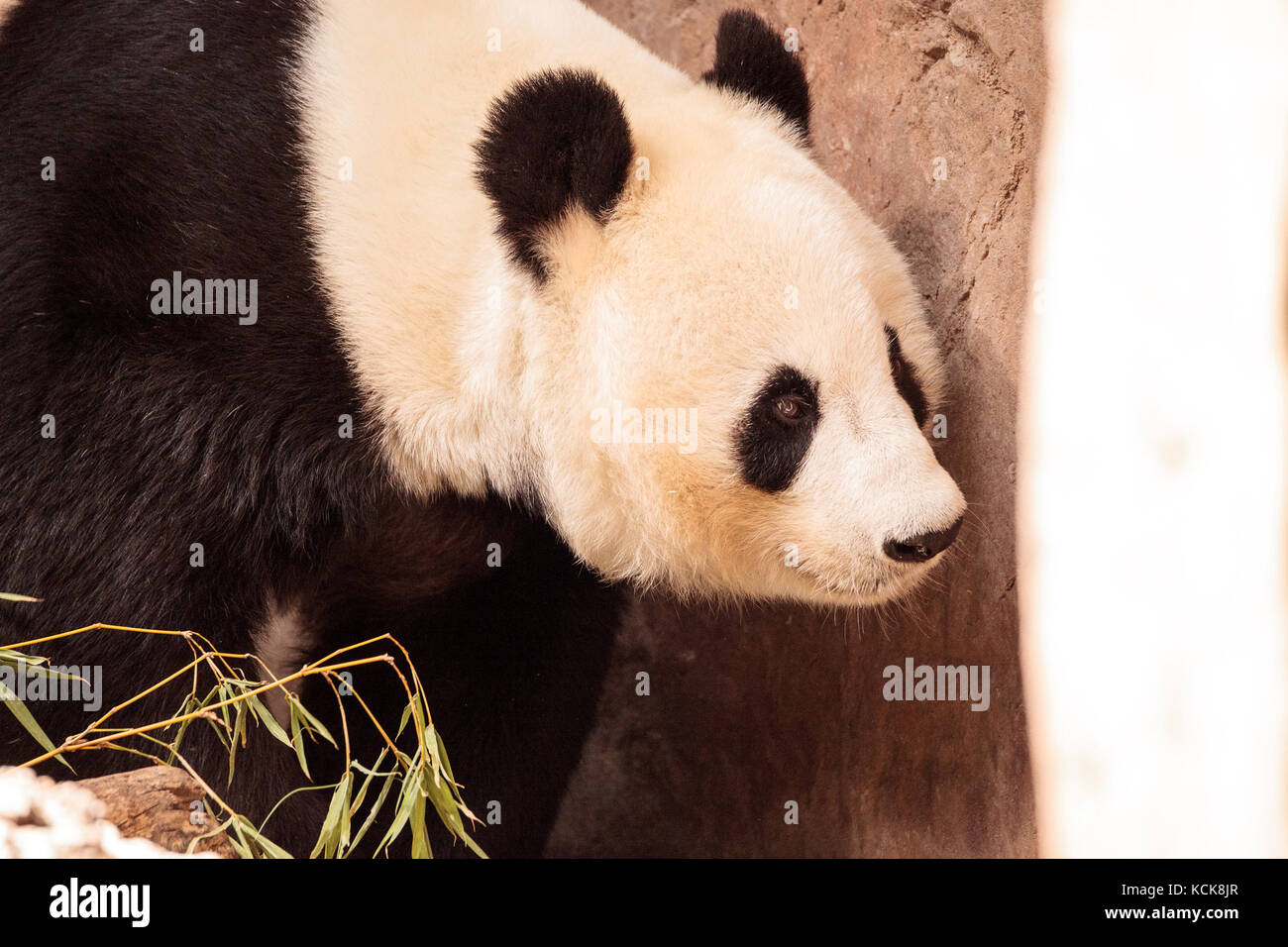 Giant panda bear known as Ailuropoda melanoleuca on the hunt for bamboo ...