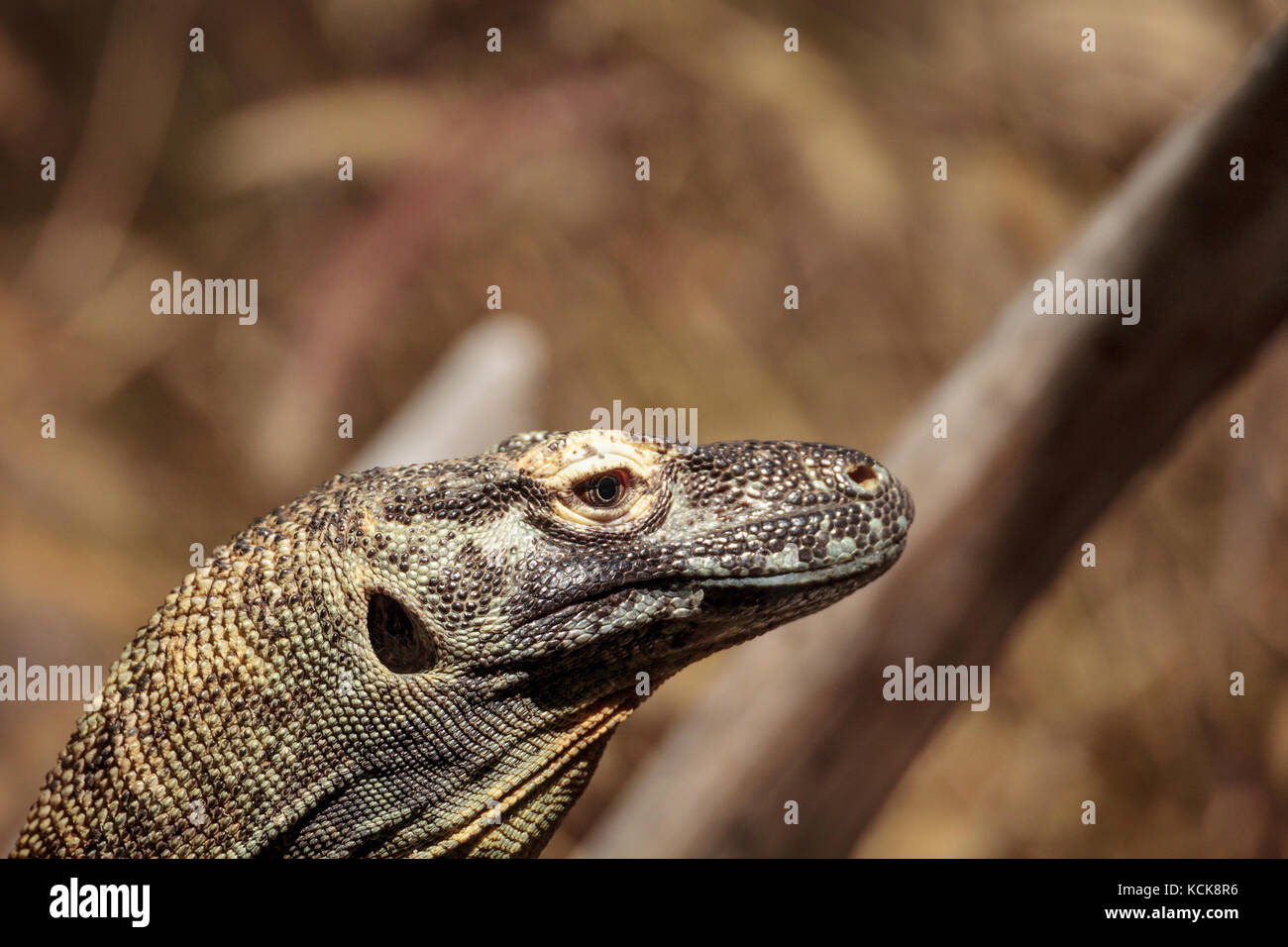 Komodo dragon, Varanus komodoensis, is a large saurian that is watchful ...
