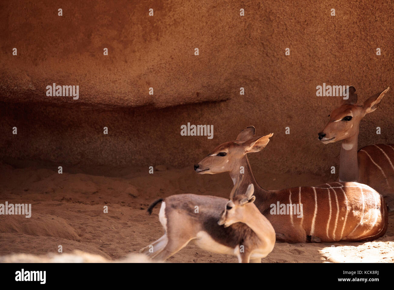 Lesser kudu tragelaphus imberbis hi-res stock photography and images ...