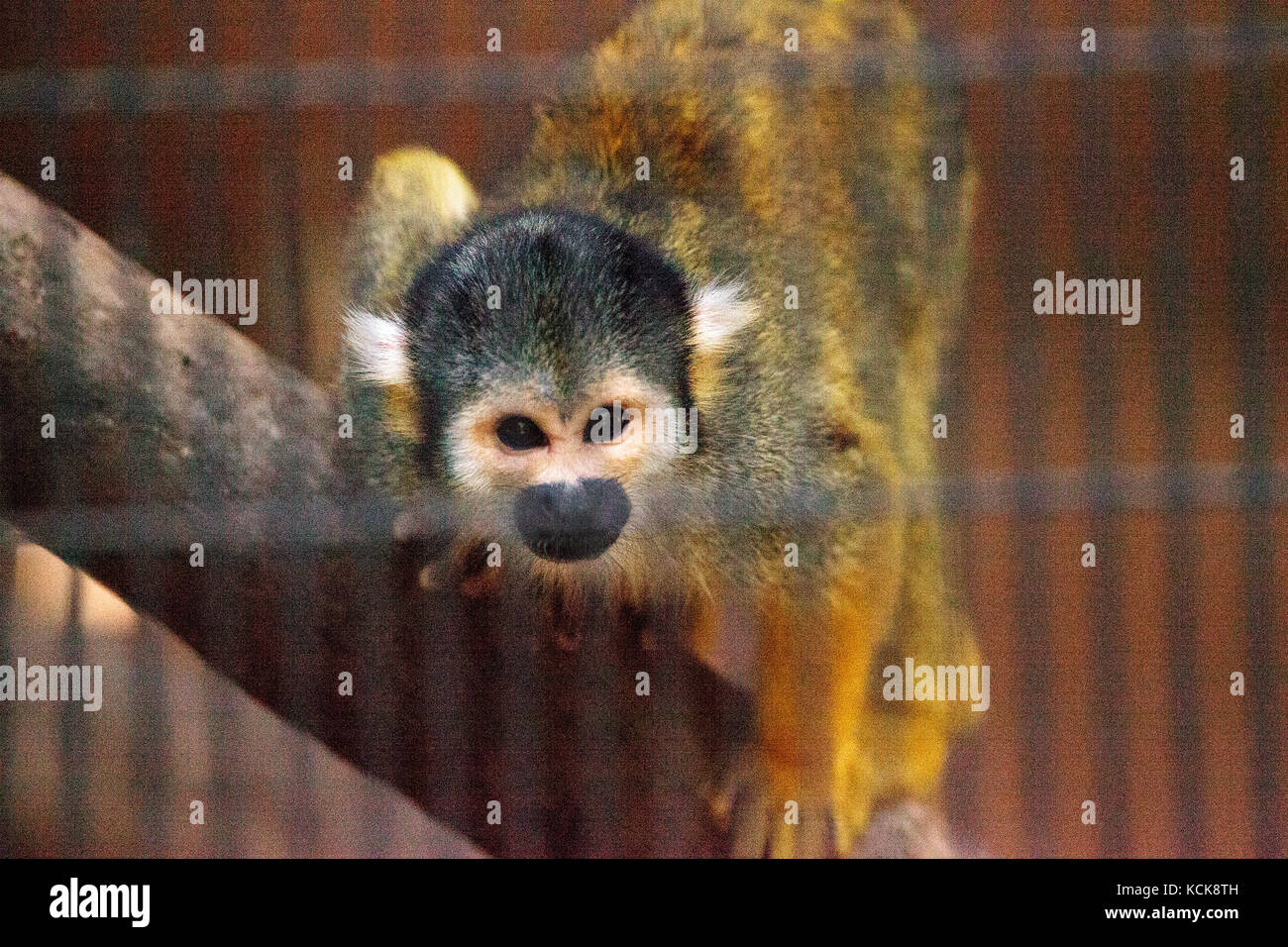 Peruvian black-capped squirrel monkey Saimiri boliviensis peruviensis ...