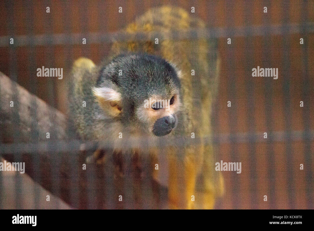 Peruvian black capped squirrel monkey hi-res stock photography and ...