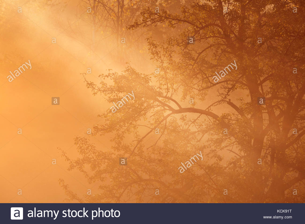 Light Through Trees High Resolution Stock Photography and Images - Alamy
