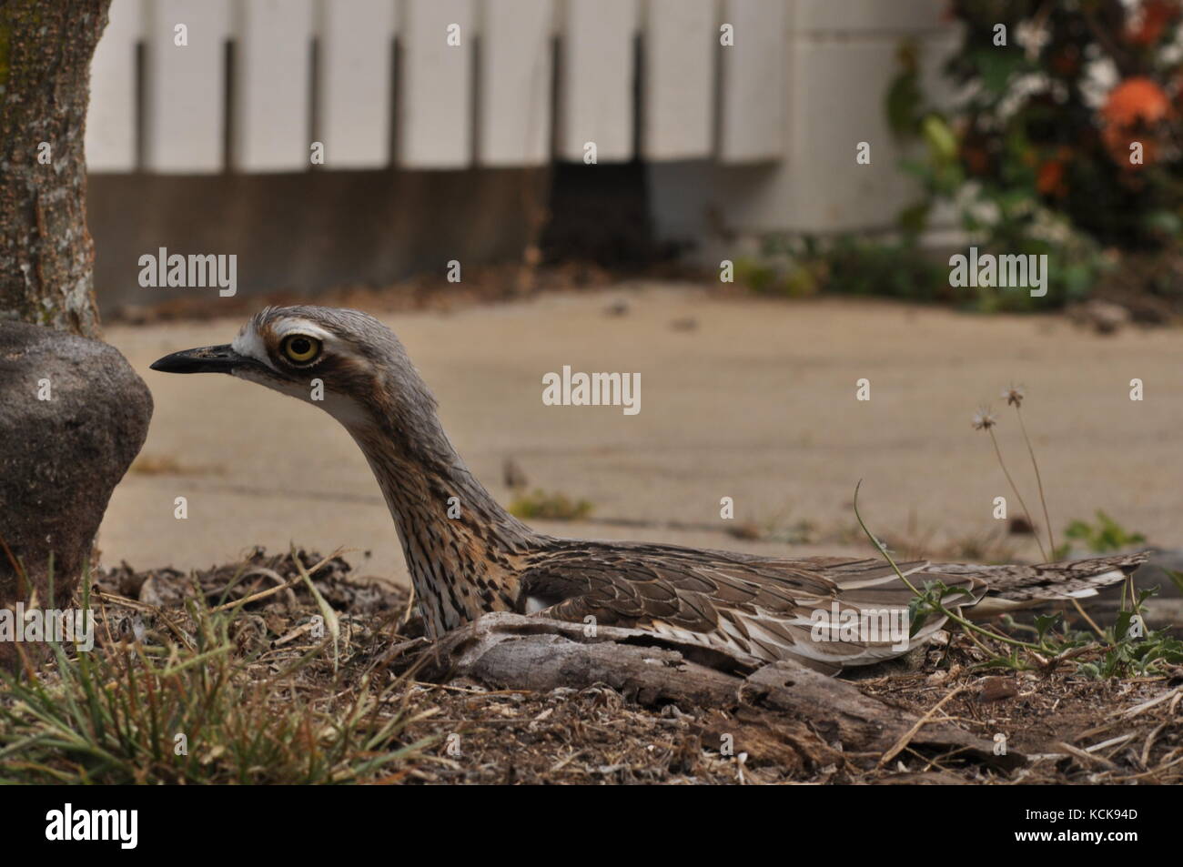 Bush Stone Curlew (Burhinus grallarius) sitting on its nest, Townsville ...
