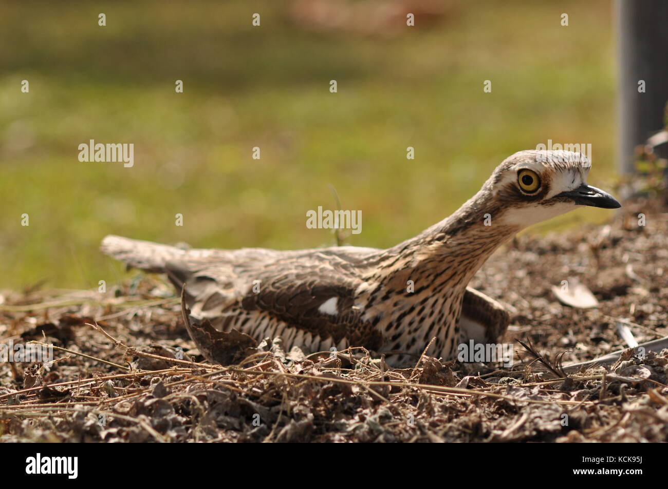 Bush Stone Curlew (Burhinus grallarius) sitting on its nest, Townsville ...