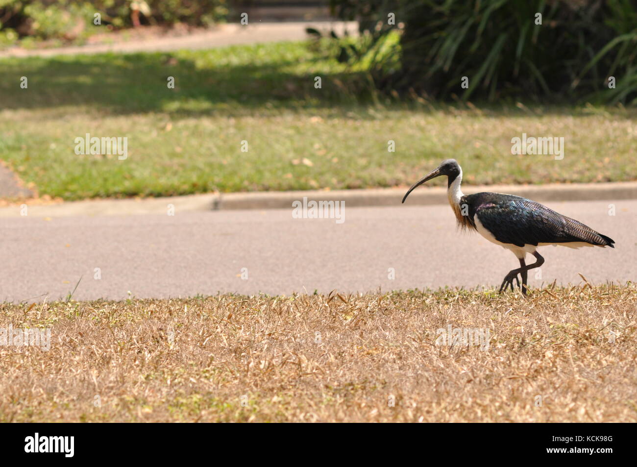 Straw necked Ibis (Threskiornis spinicollis) on the banks of the Ross ...