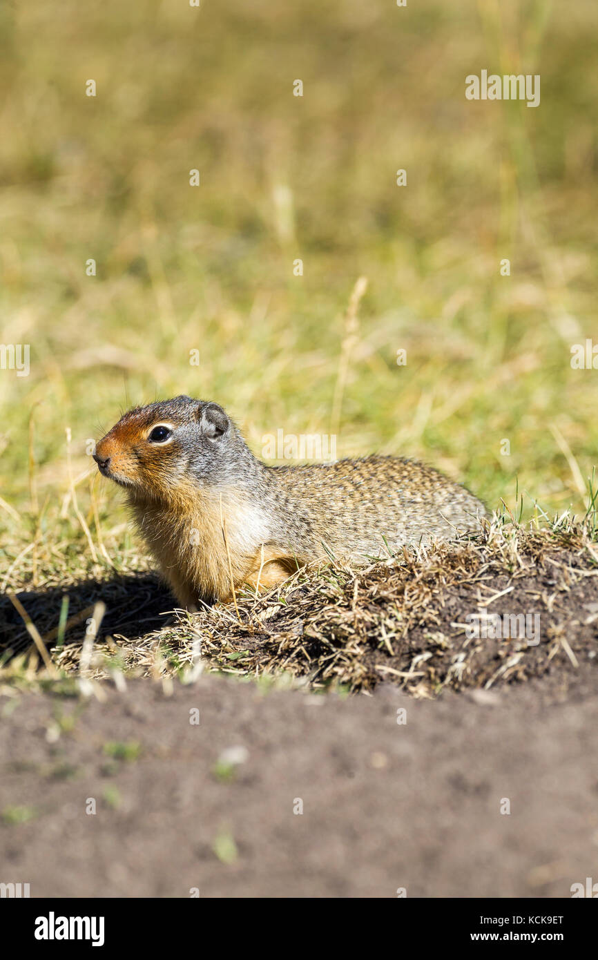 Columbian ground hi-res stock photography and images - Alamy