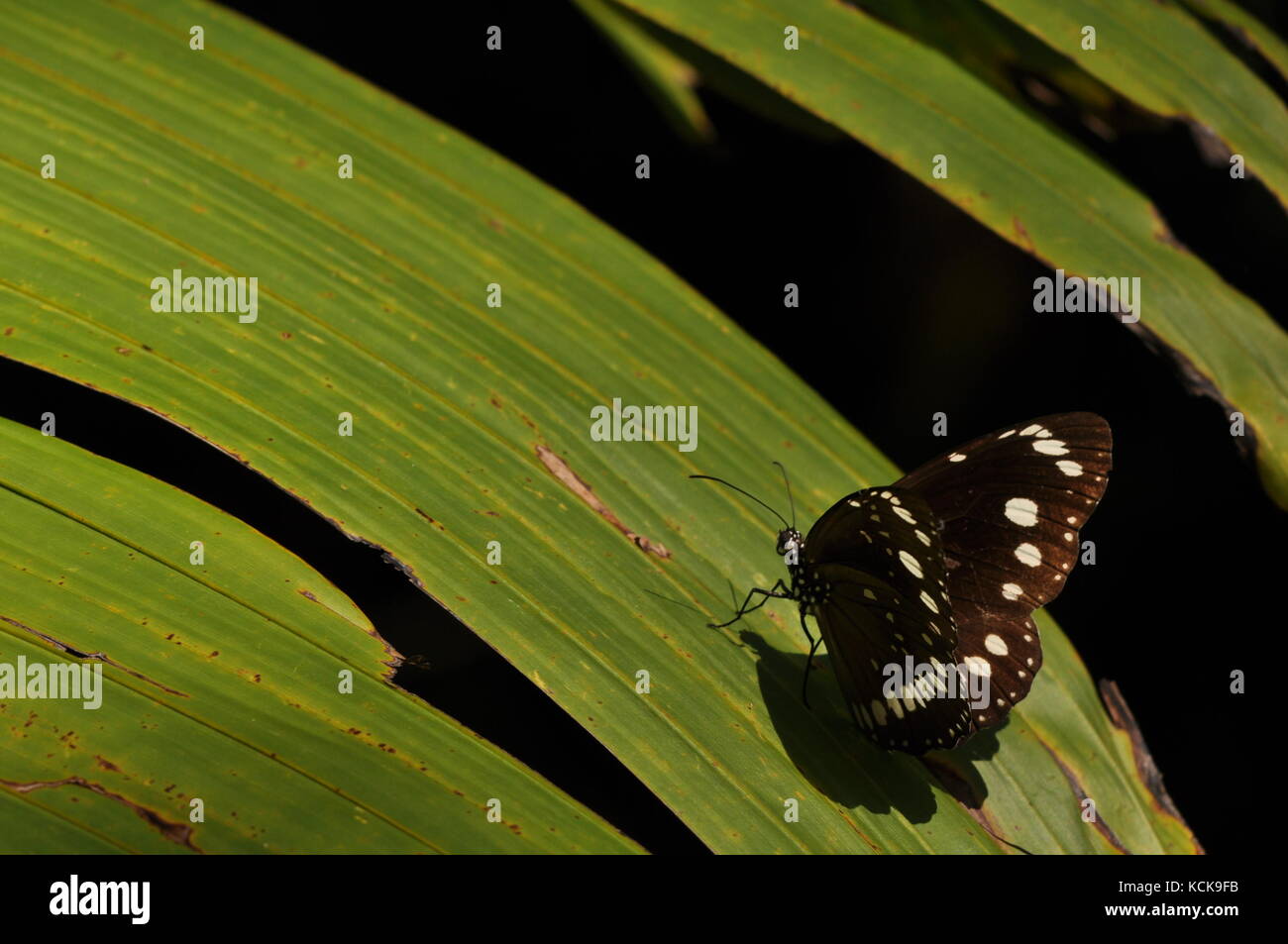 Male Common Crow Butterfly (Euploea core) resting on palm leaf ...