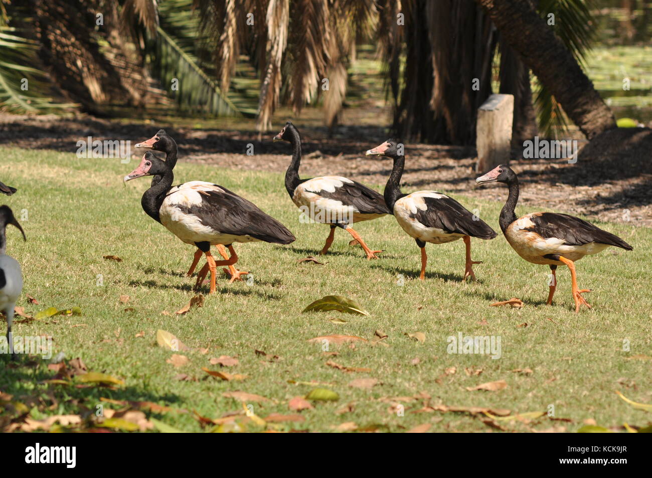 Magpie geese (Anseranas semipalmata), Palmetum Botanic gardens ...
