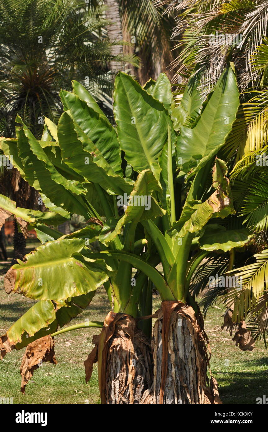 Taro (Colocasia sp.) Palmetum botanic garden, Townsville, Queensland ...