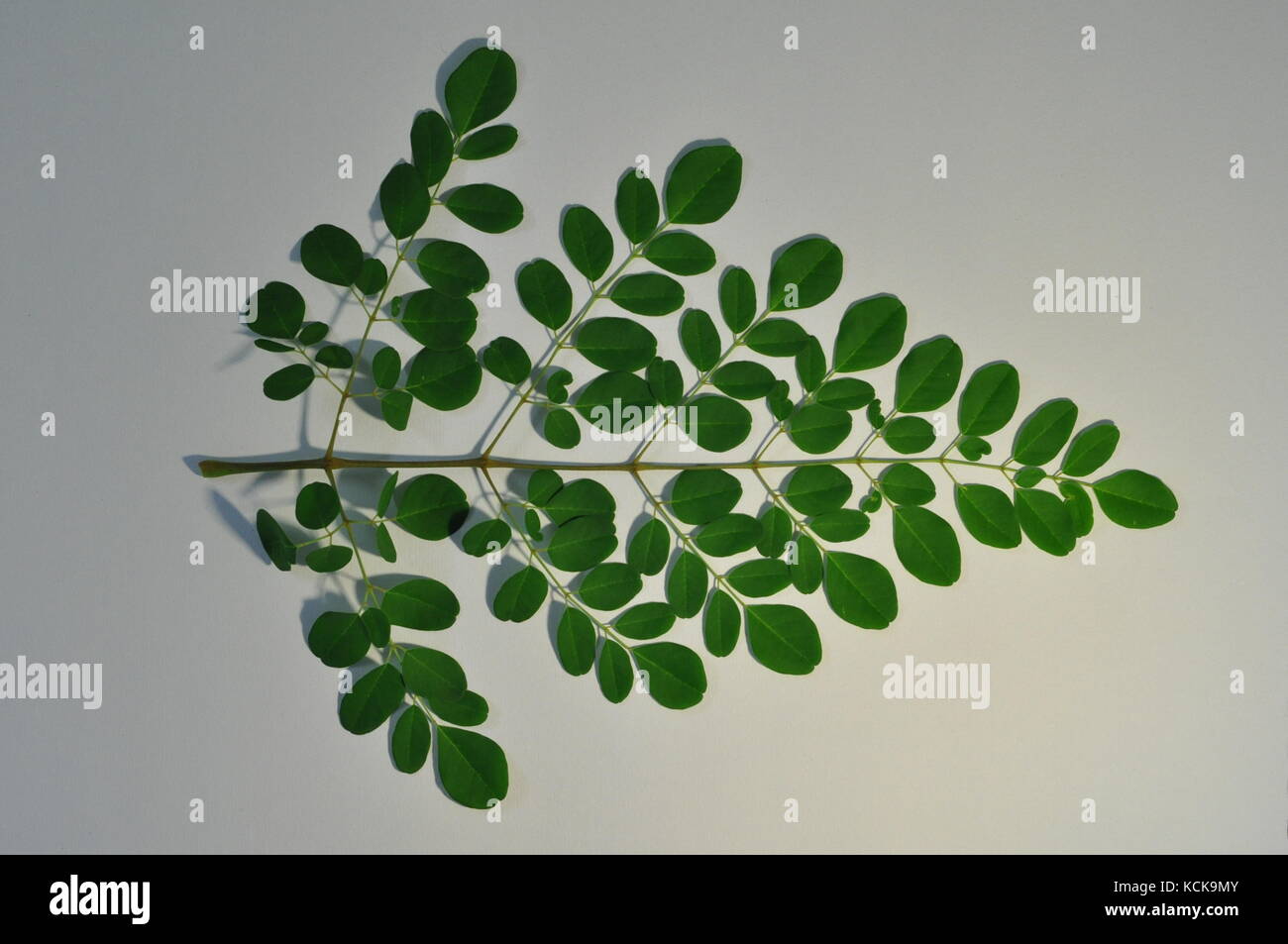 Moringa Farm High Resolution Stock Photography and Images - Alamy