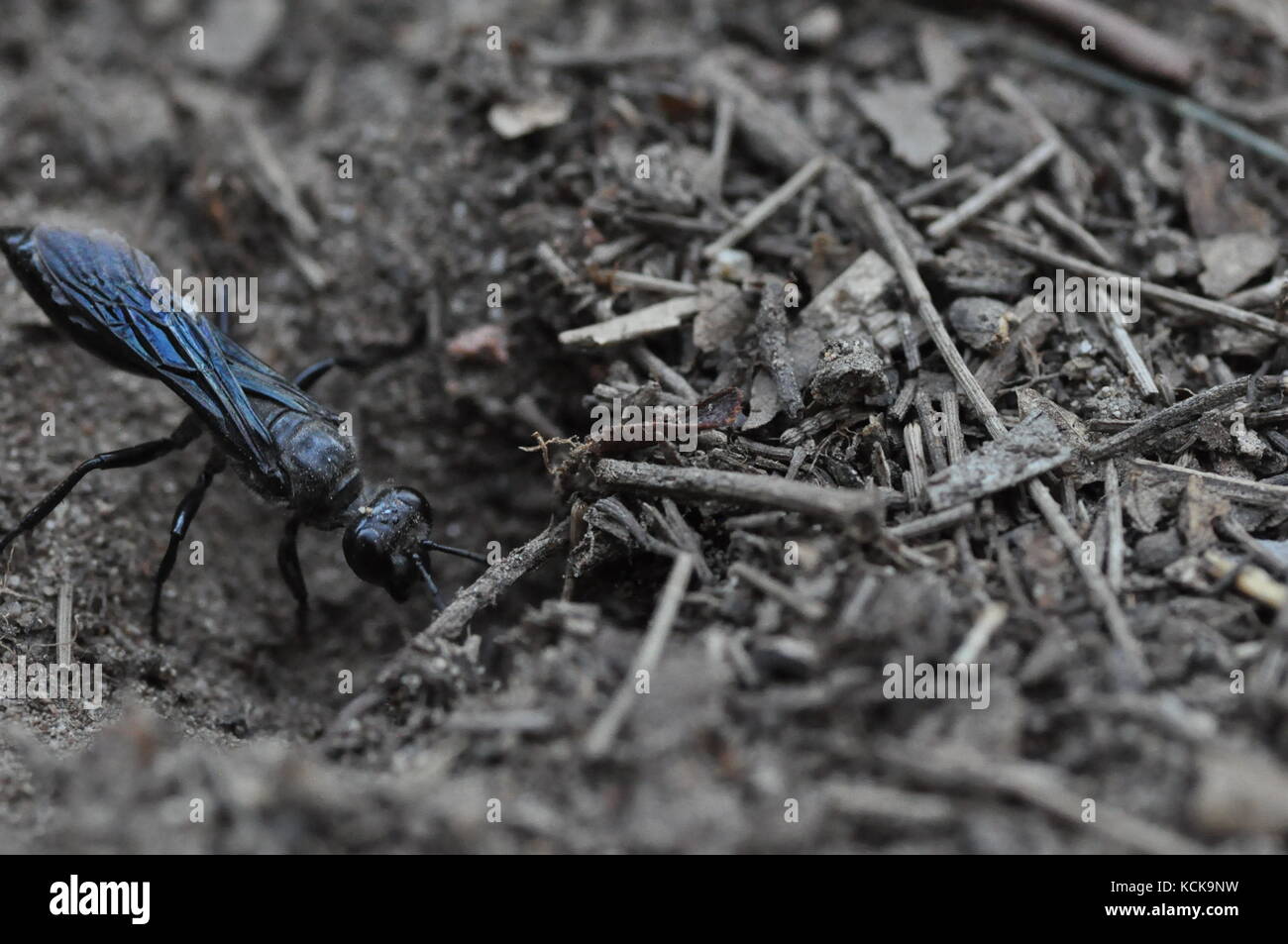 Ground digging wasp hi-res stock photography and images - Alamy