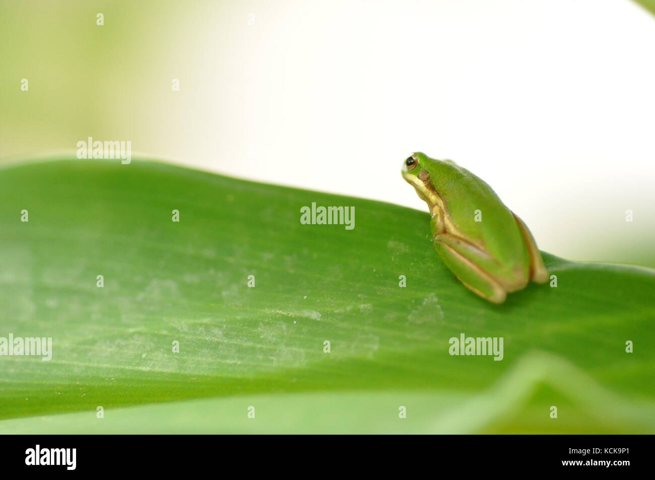 Green Tree Frog, Townsville, QLD, Australia Stock Photo - Alamy