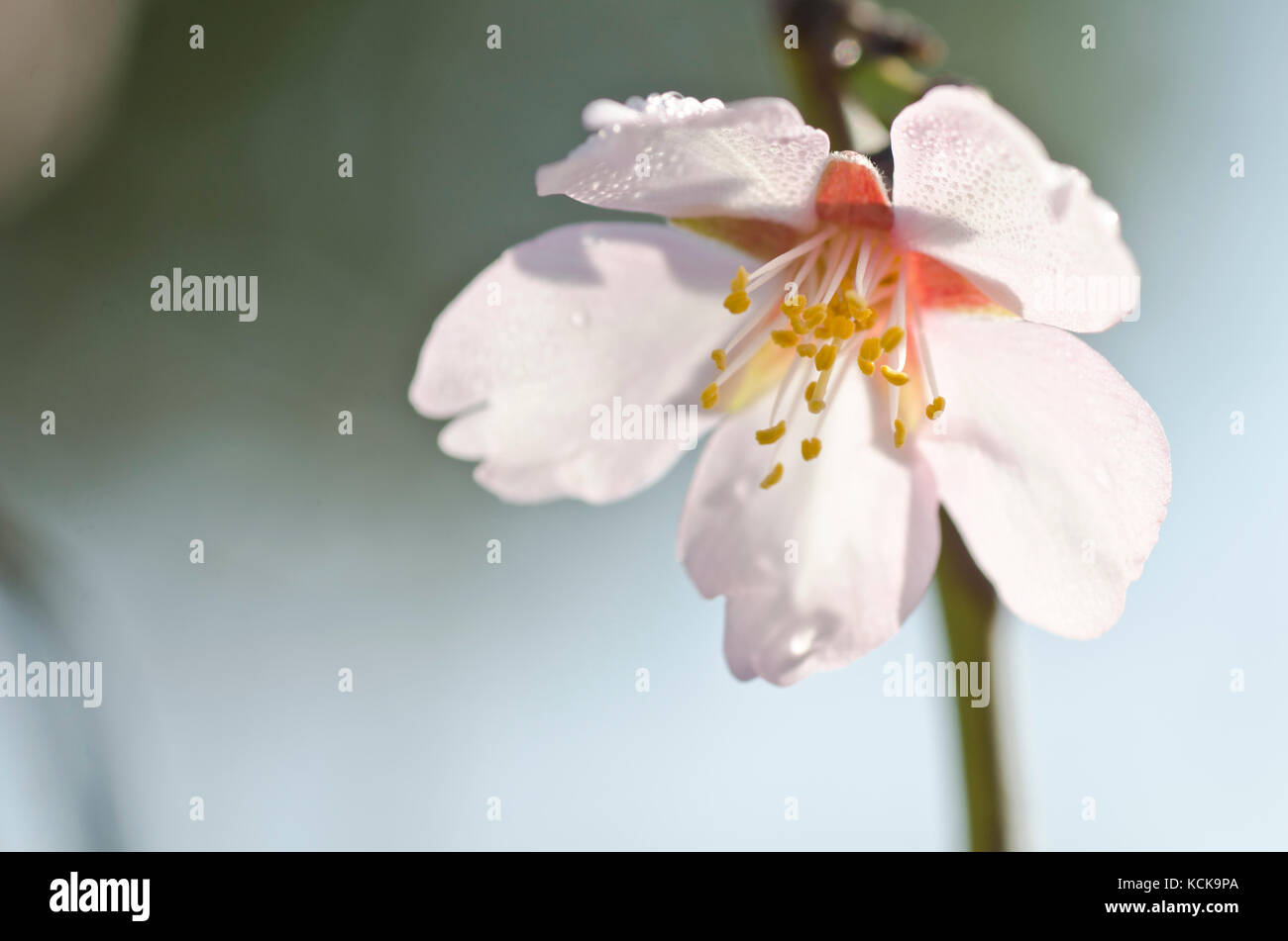 Almond flower in branch with dew drops Stock Photo - Alamy