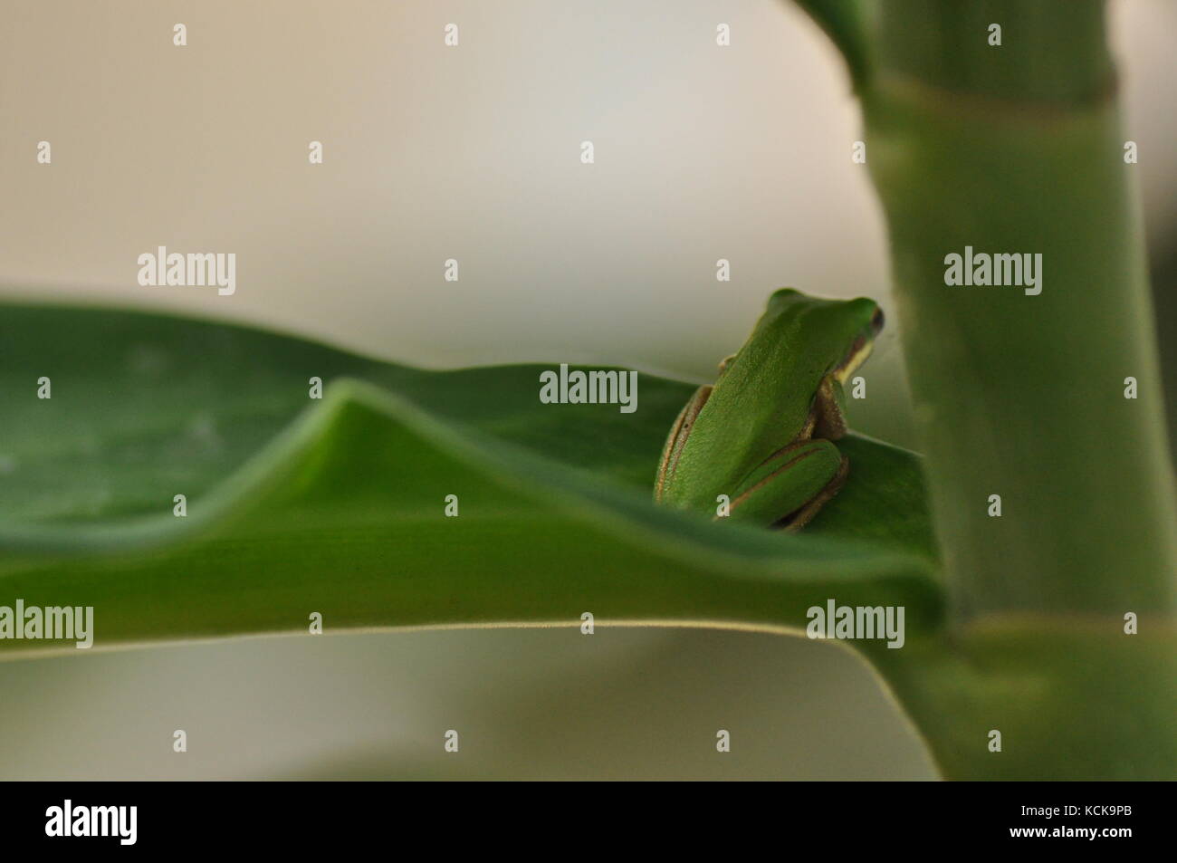 Green Tree Frog, Townsville, QLD, Australia Stock Photo - Alamy