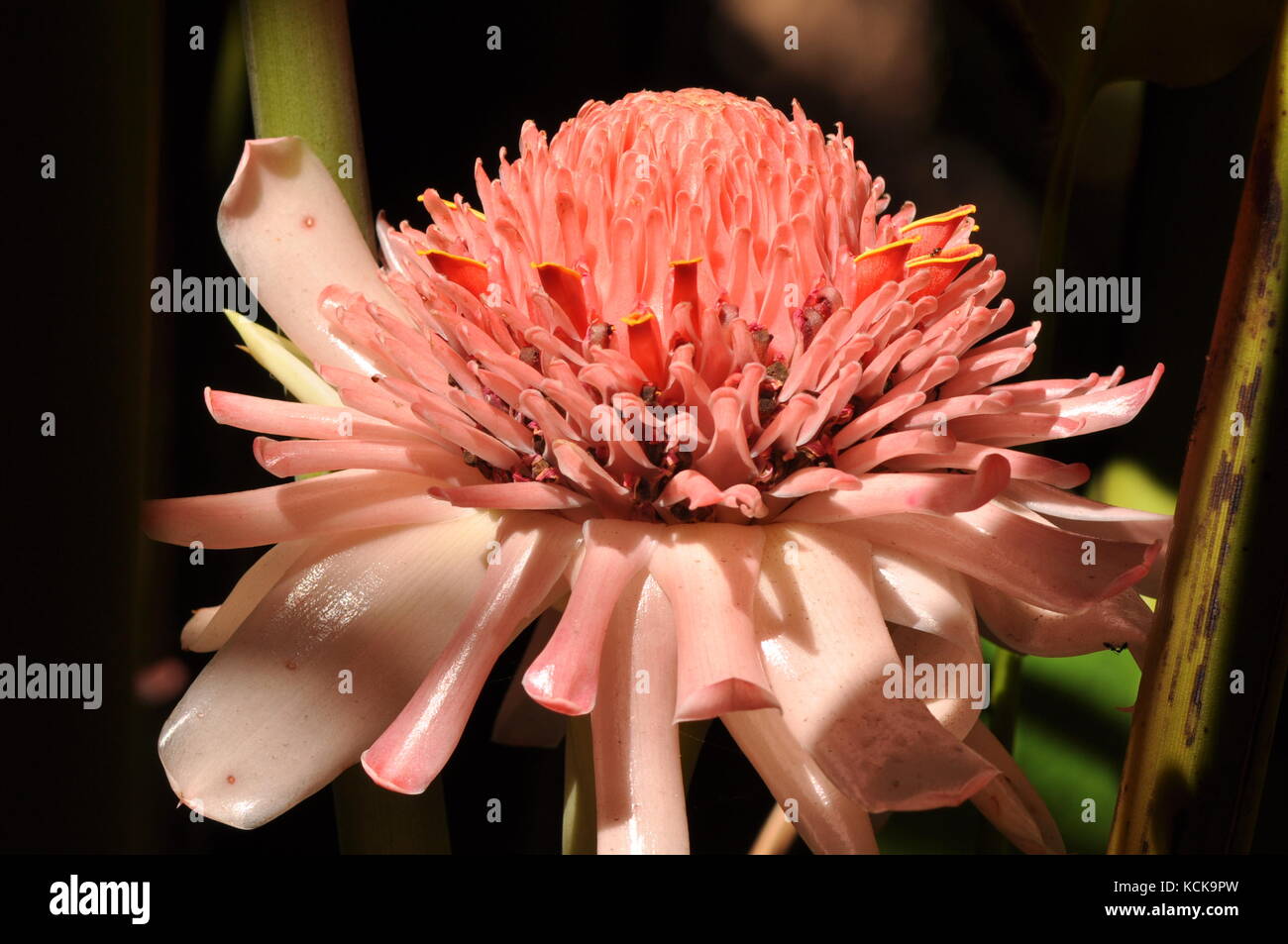 Ornamental Ginger flower (Etlingera elatior), Palmetum botanic garden ...