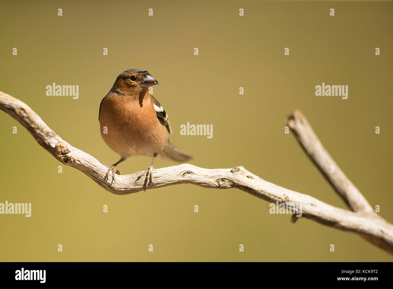 A finch, a small bird, on a tree branch Stock Photo - Alamy