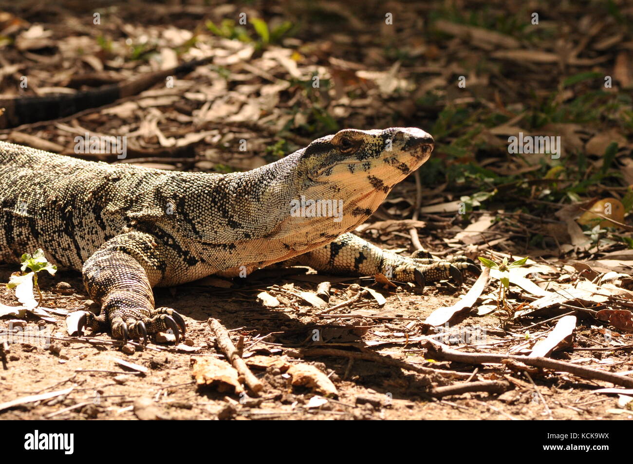 Lace Monitor For Sale Qld at Sybil Downing blog