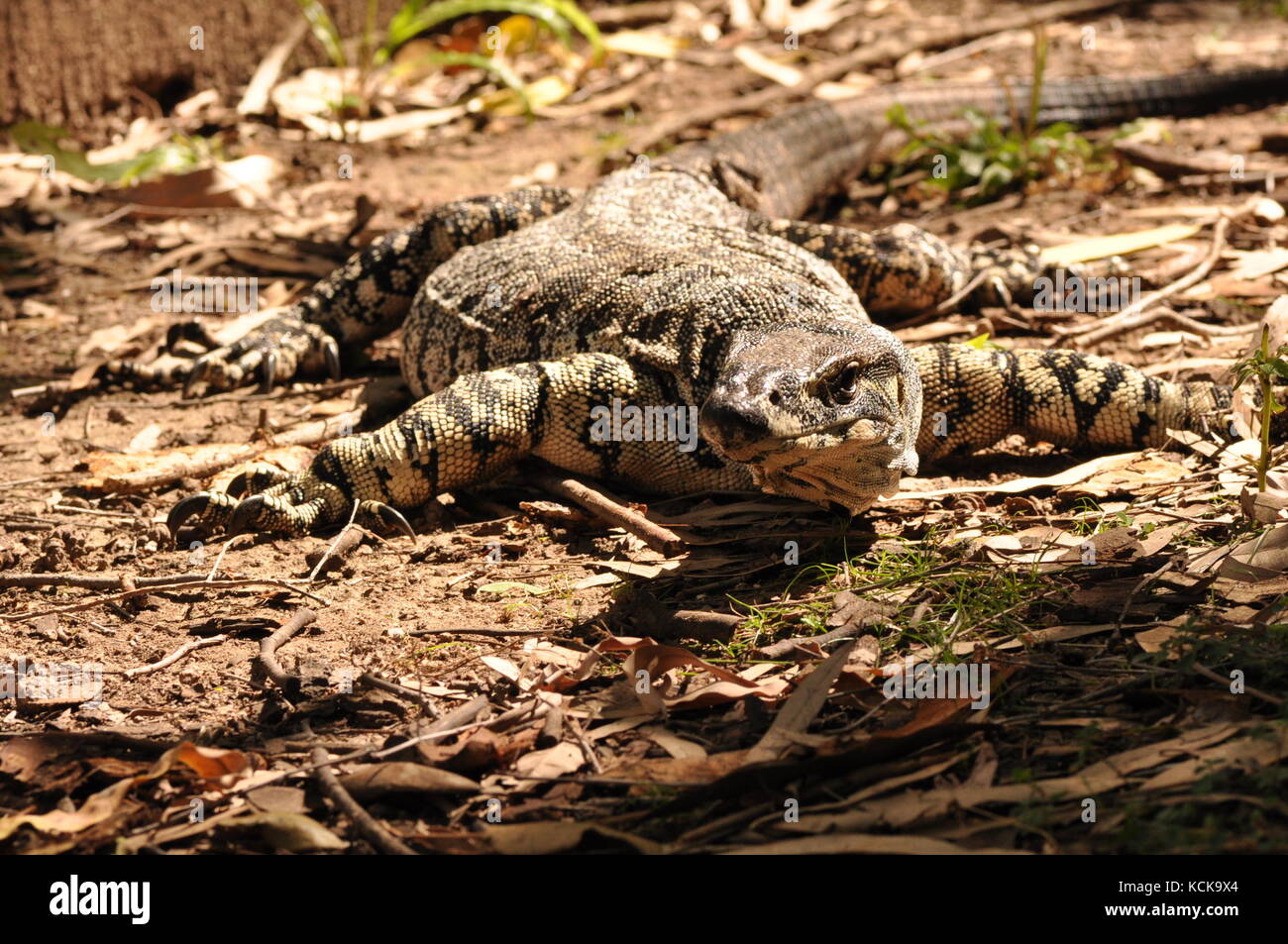 Lace monitor (Varanus varius), Alligator Creek, QLD, Australia Stock ...