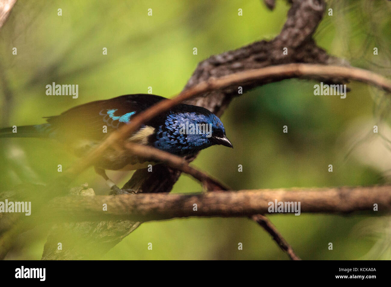 Tanger animal hi-res stock photography and images - Alamy