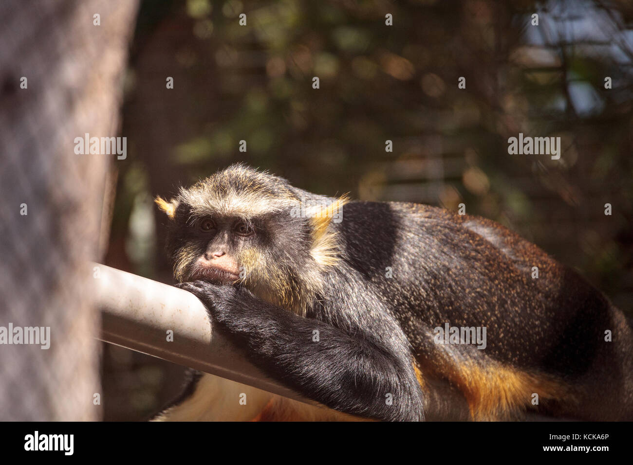Cercopithecus wolfi wolfi hi-res stock photography and images - Alamy