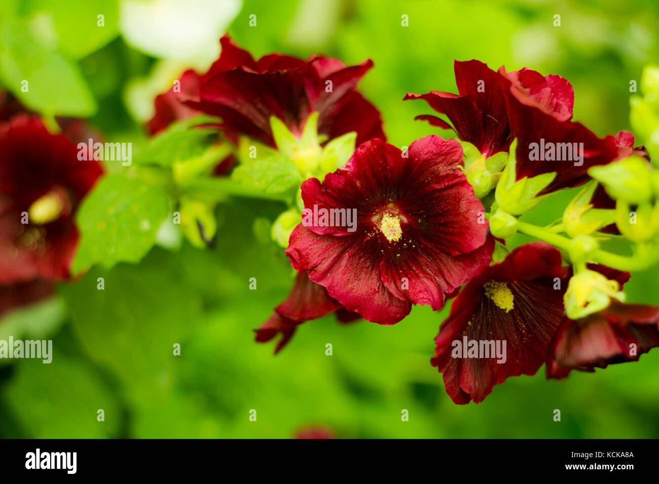 Red flowers on green hi-res stock photography and images - Alamy