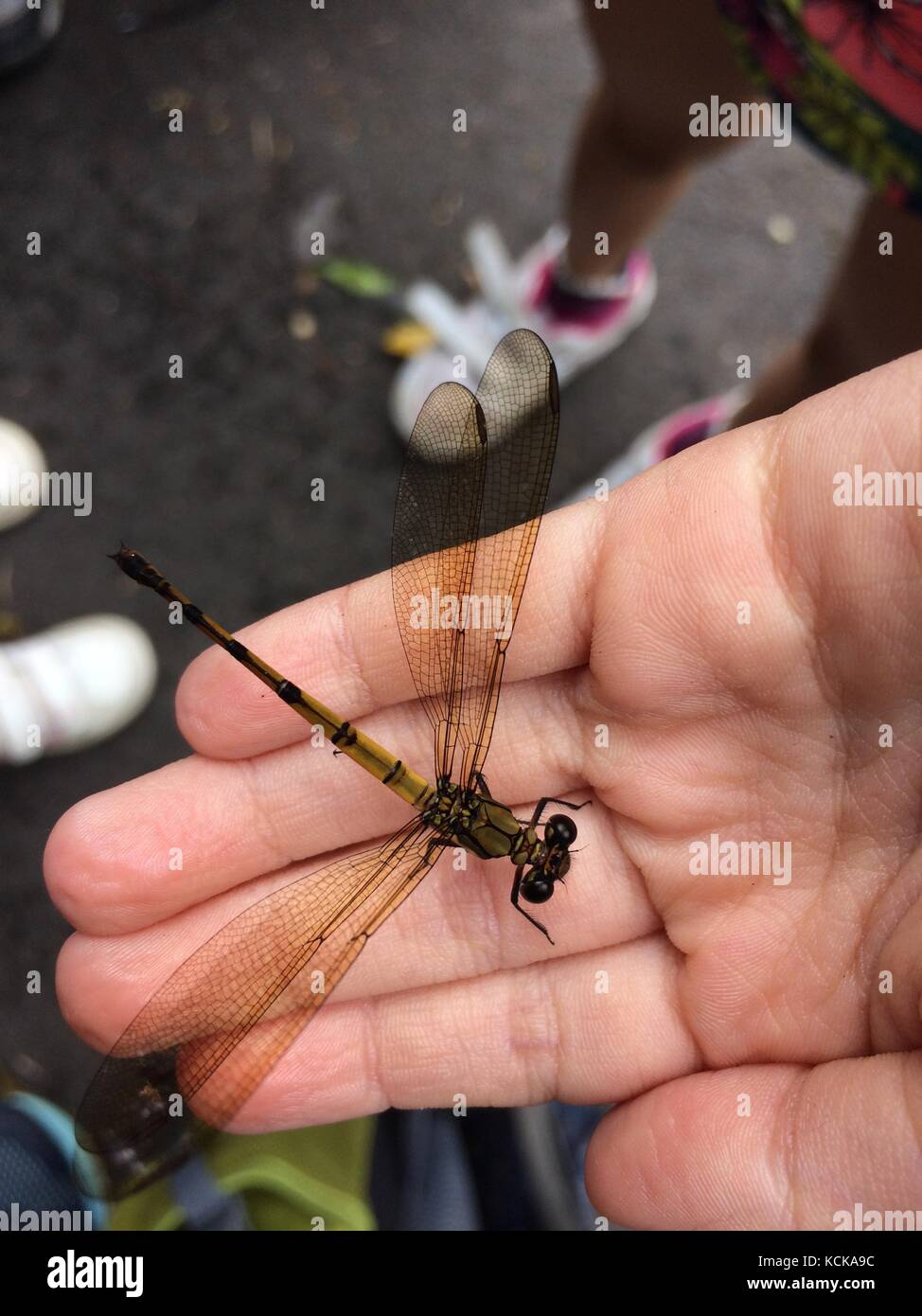 Real dragonfly image hi-res stock photography and images - Alamy