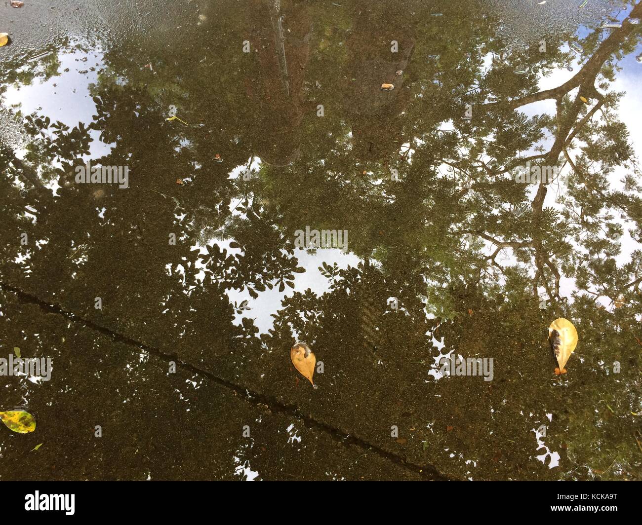 Gum leaves beach hi-res stock photography and images - Alamy