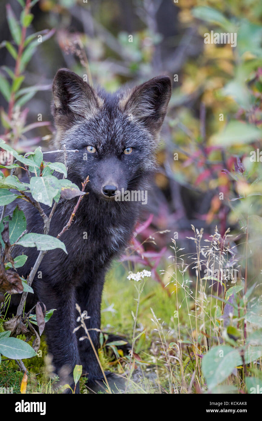 Silver Fox Vulpes High Resolution Stock Photography and Images - Alamy