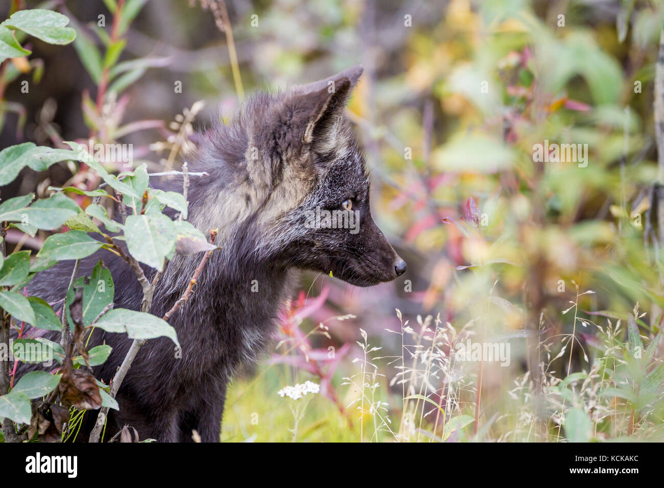 Silver Fox Vulpes High Resolution Stock Photography and Images - Alamy