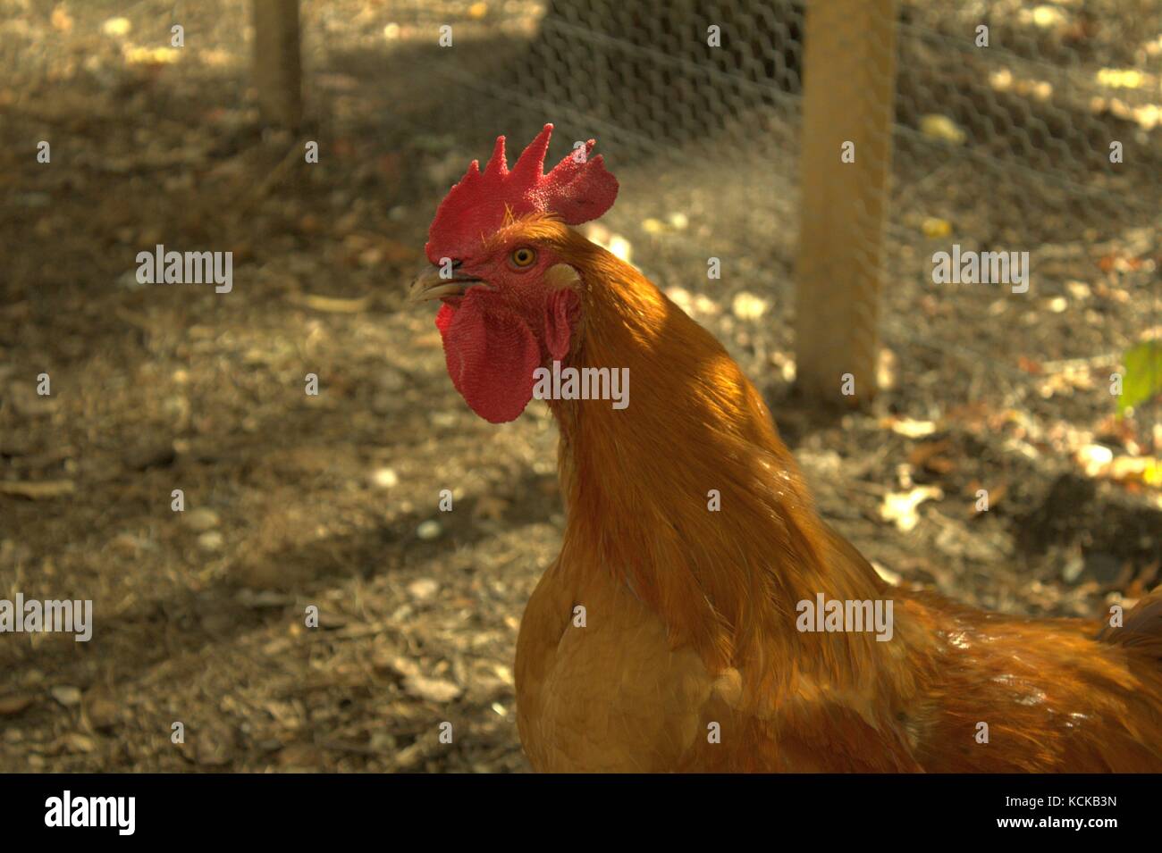 Buff Orpington - Rhode Island Red Rooster Keeping Watch Over His Flock ...