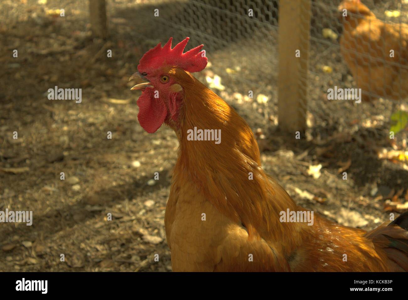 A Buff Orpington - Rhode Island Red Rooster Crowing Stock Photo - Alamy