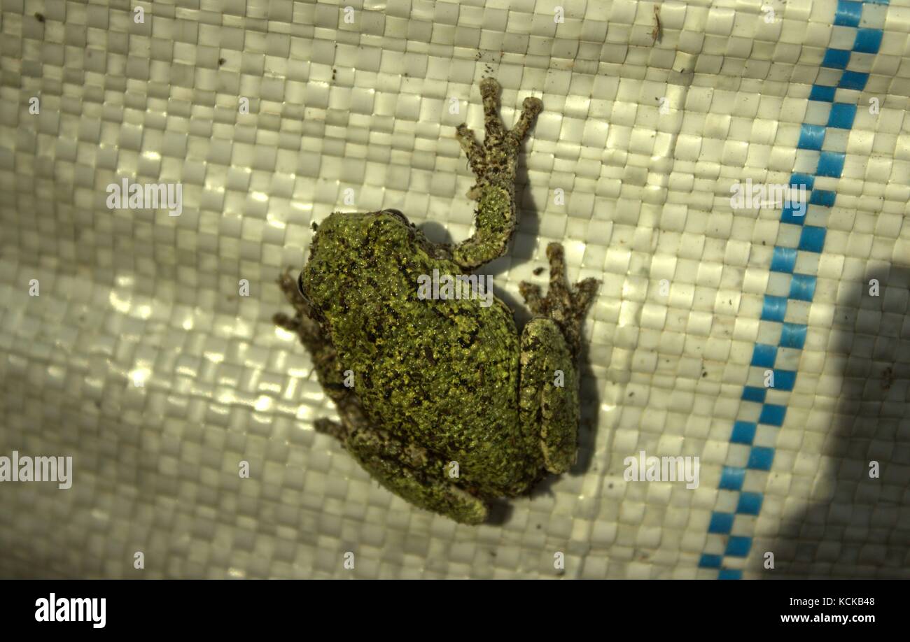 Green Grey Tree Frog On A White Tarp Stock Photo - Alamy