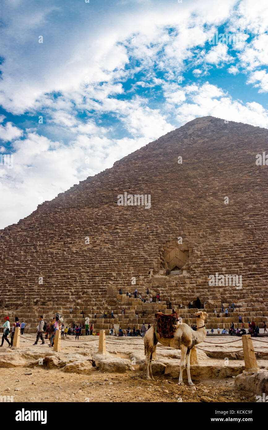 Camel near the pyramid in Cairo, Egypt Stock Photo - Alamy