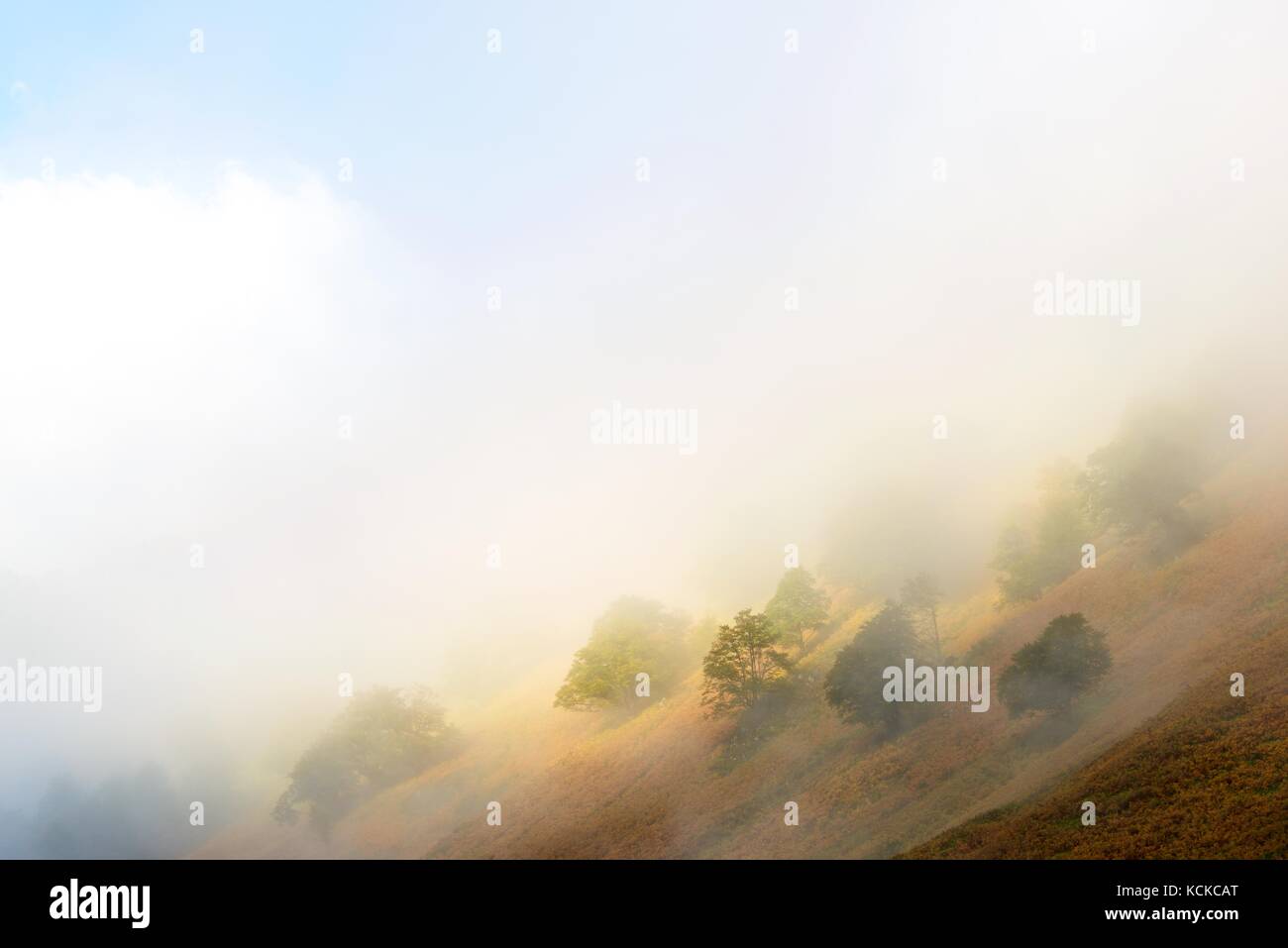 Fog and trees in Aspe Valley, Pyrenees National Park, Pyrenees, France ...
