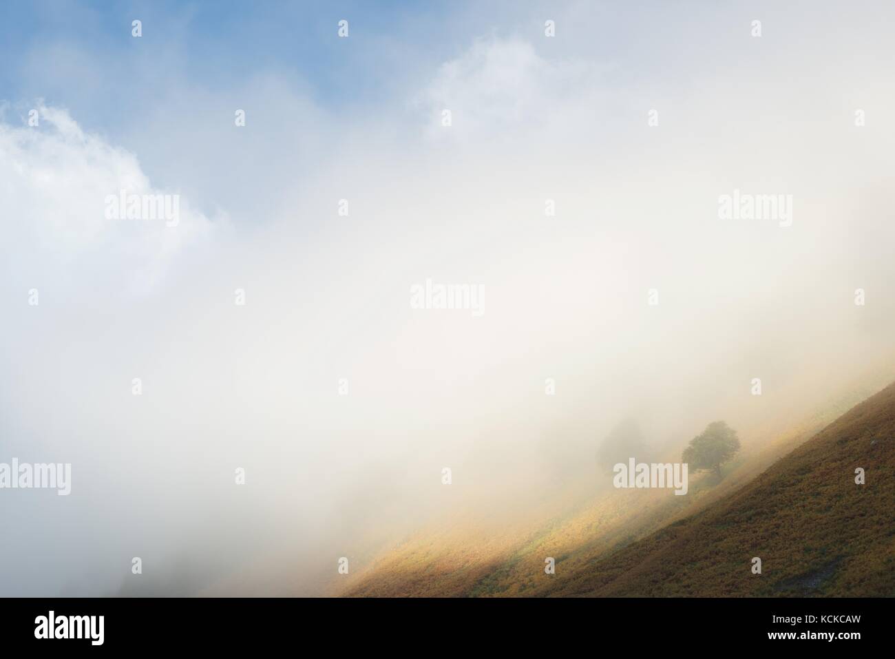Fog and trees in Aspe Valley, Pyrenees National Park, Pyrenees, France ...