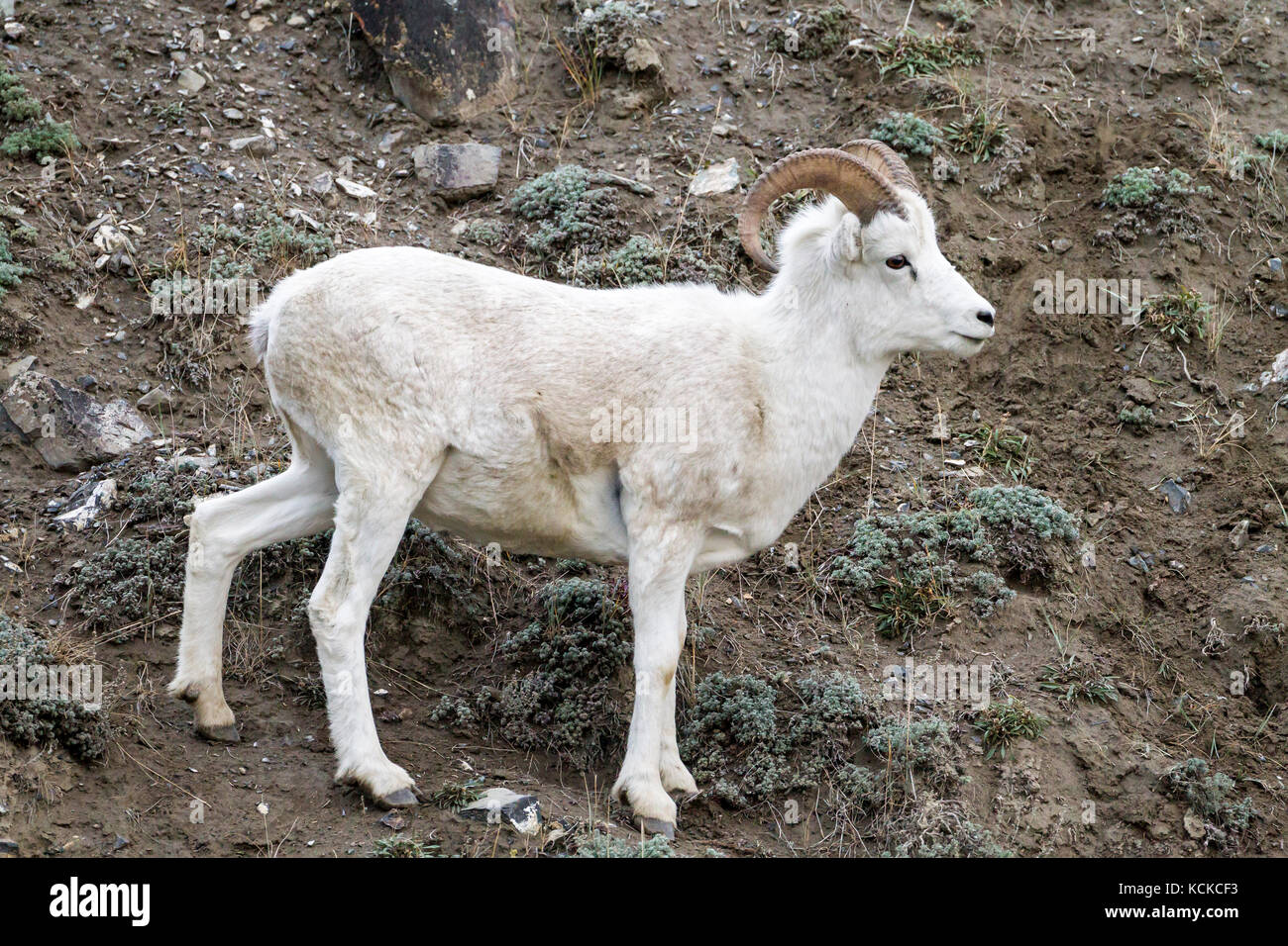 Dall Sheep Ovis Dalli Yukon High Resolution Stock Photography and Images - Alamy