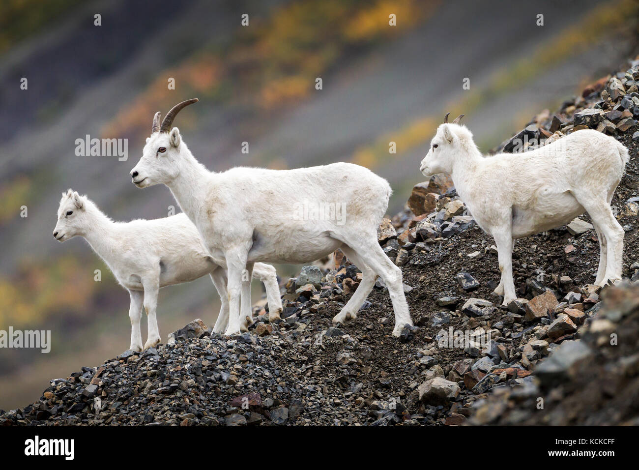 Ovis dalli dalli hi-res stock photography and images - Alamy