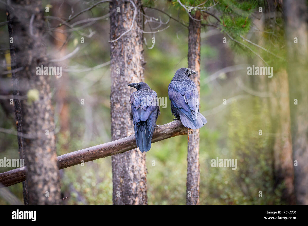 Two Ravens High Resolution Stock Photography and Images - Alamy