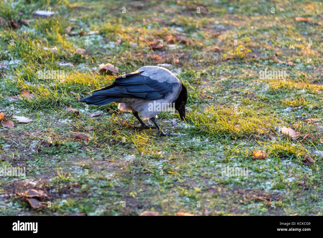 Close up on bird eating hi-res stock photography and images - Alamy