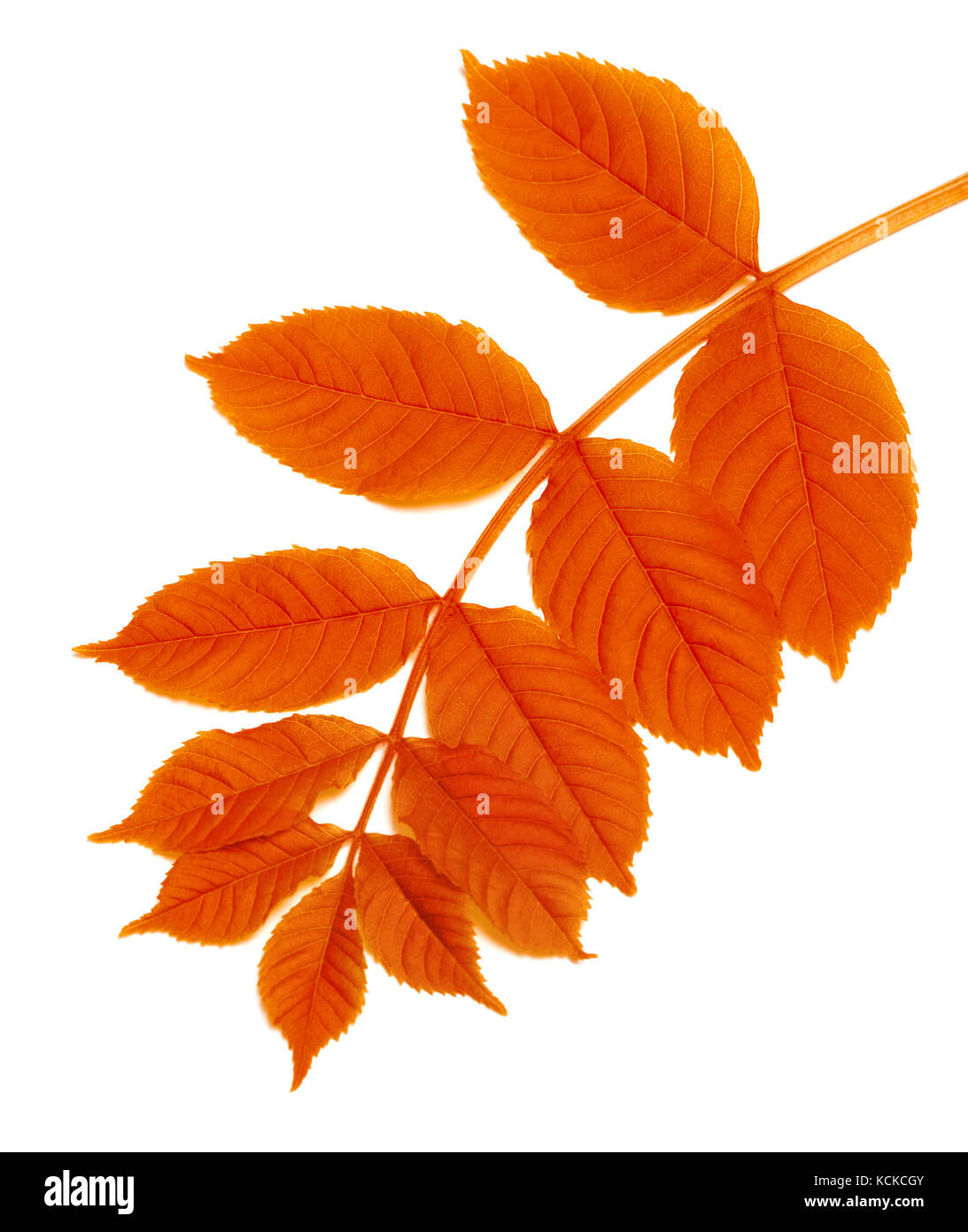 Autumn rowan leaf isolated on white background Stock Photo - Alamy