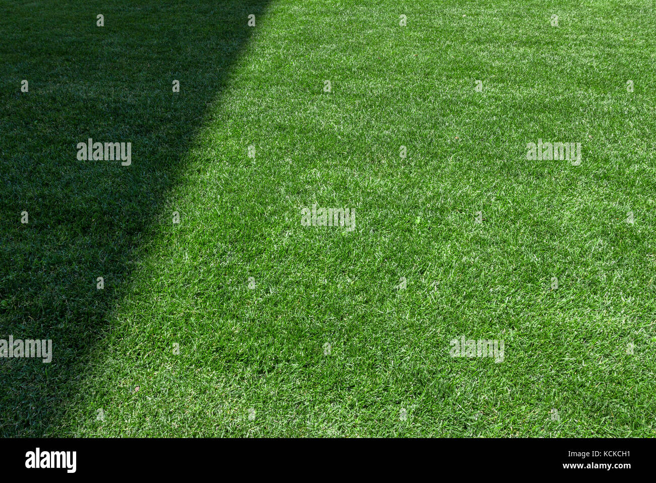 Texture of grass field with lateral shadow, for your backgrounds Stock ...