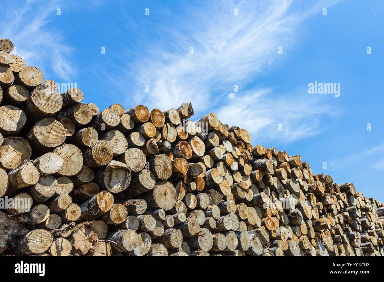Stack of logs in front of a forest hi-res stock photography and images ...