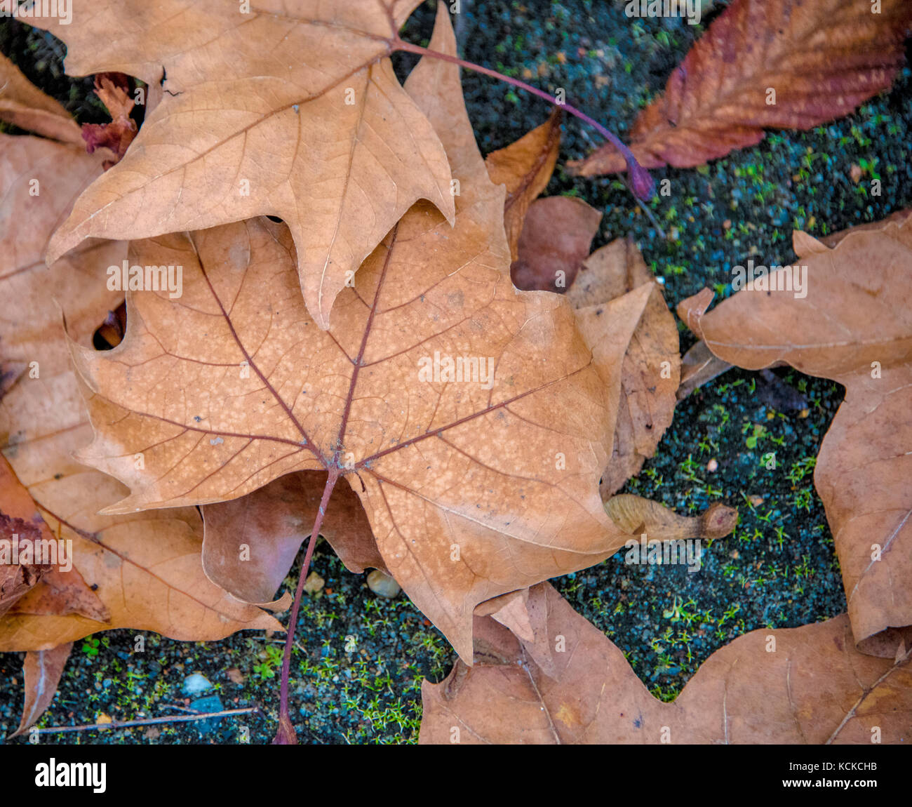 fall weather . leaves fall on the ground Stock Photo - Alamy