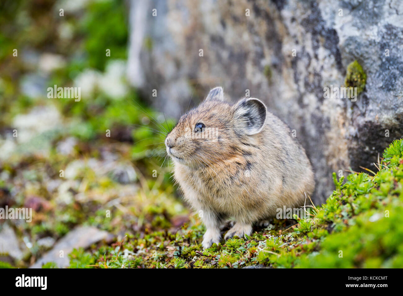 Pika talus slope hi-res stock photography and images - Alamy