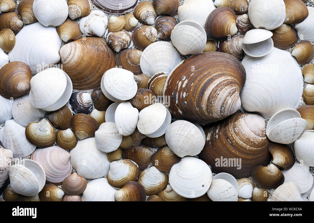 Ocean Quahog Clam High Resolution Stock Photography and Images - Alamy