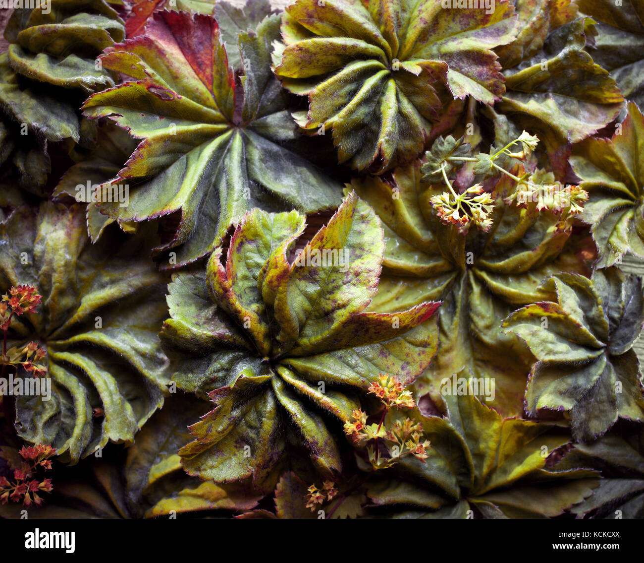 Alchemilla leaves hi-res stock photography and images - Alamy